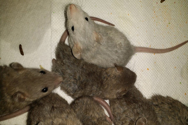 There’s at least 1 rat for everyone in Vegas, but they’re in NYC ...