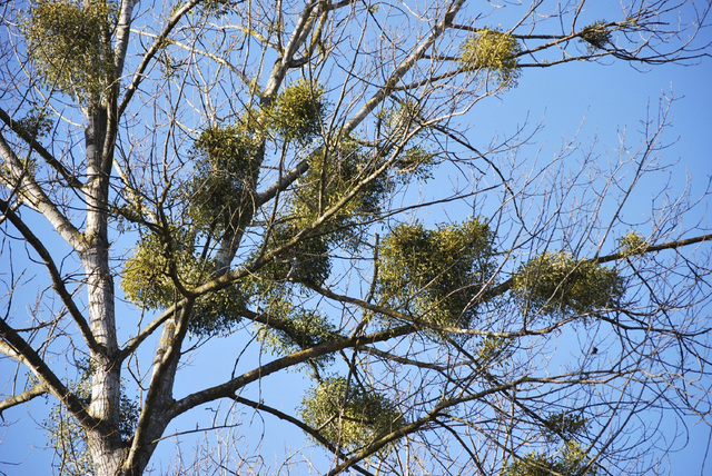 Mistletoe musings sure to impress this holiday season | Home and Garden ...