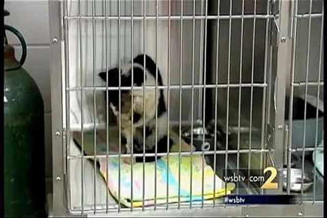 ‘Zombie’ cat presumed dead, buried, shows up 5 days later | Uncategorized