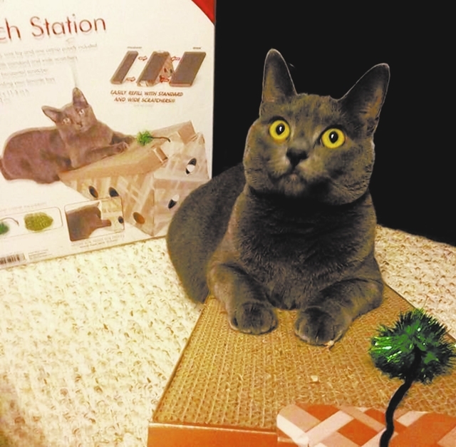 Sherry Bagang of Las Vegas shared this photo of her cat, adding, “Mrs ...