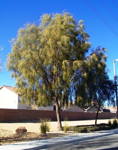 ‘Drop-crotching’ a better method of pruning acacia trees | Las Vegas ...