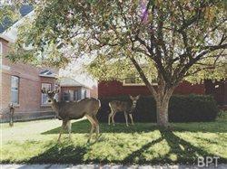 Deer wars: coming soon to a suburb near you | Sponsor Old