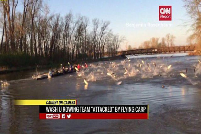 Rowing team ‘attacked’ by swarm of fish — VIDEO | Uncategorized