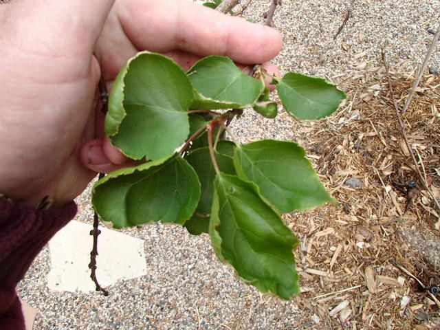 Poor pollination can cause small fruit to drop | Home and Garden | Life