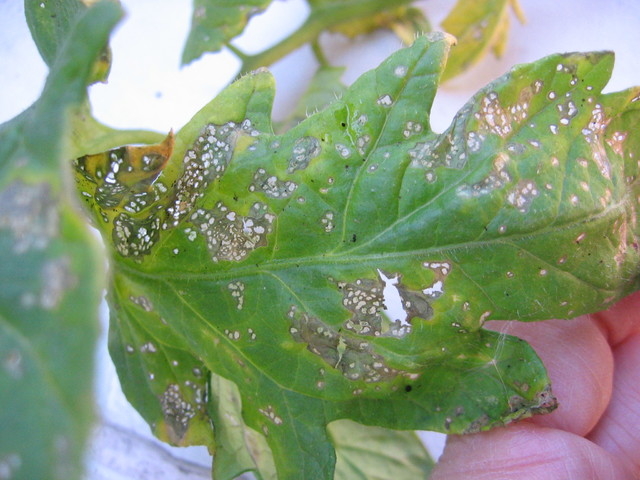 Poor pollination can cause small fruit to drop | Home and Garden | Life