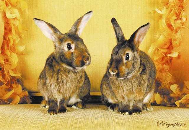 Reader-submitted photos and adoptable pets, April 2-8, 2015 | Las Vegas ...