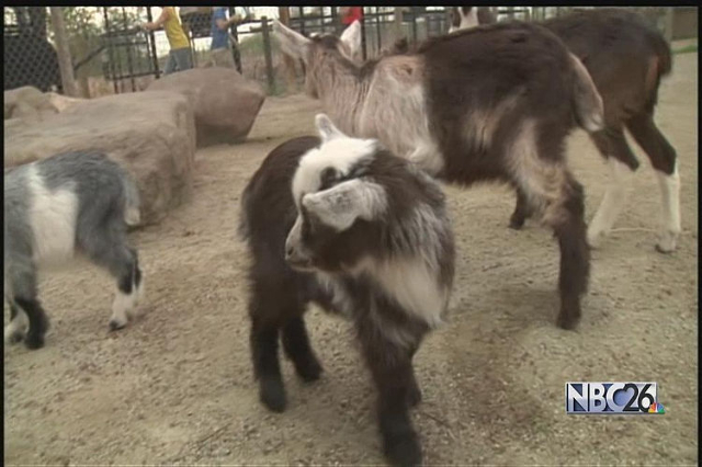 Baby kangaroo, goats stolen from Wisconsin zoo | Nation and World | News