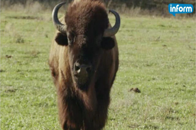 Bison gores girl posing for picture in Yellowstone Park | Nation and ...