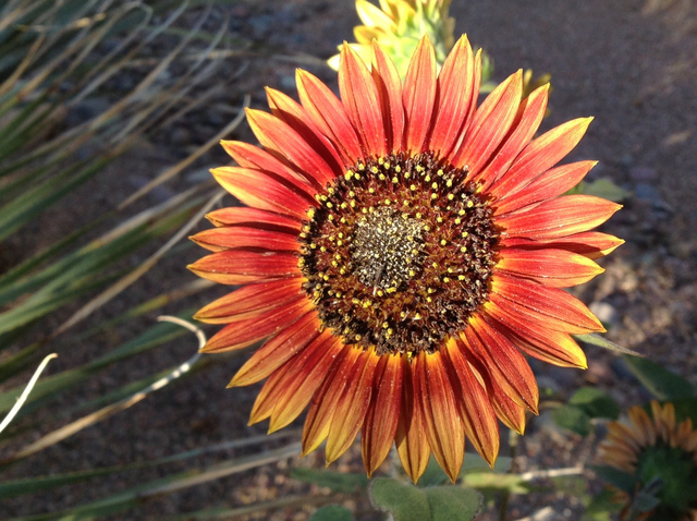 Let It Grow | Home and Garden | Life