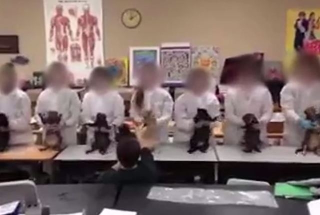 School apologizes for video showing students dancing with dead cats ...