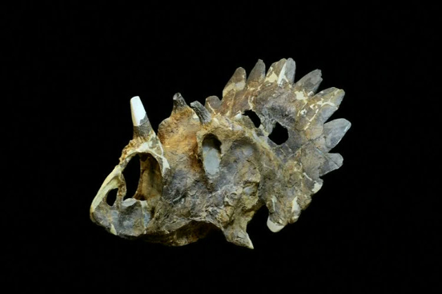 Researchers discover new dinosaur species, called ‘Hellboy’ | News