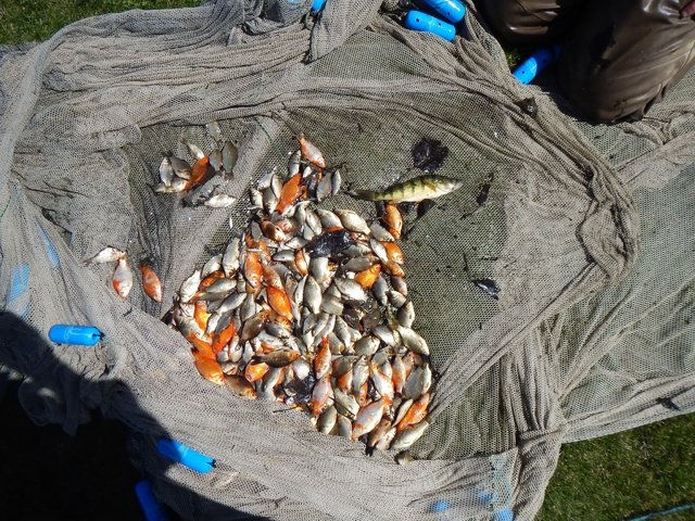 Goldfish released into wild are growing to be freakishly huge | Las ...