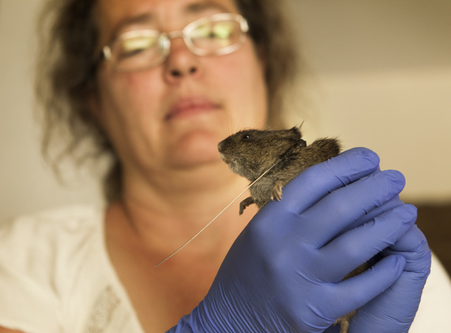 Endangered Amargosa voles return to Mojave Desert | News