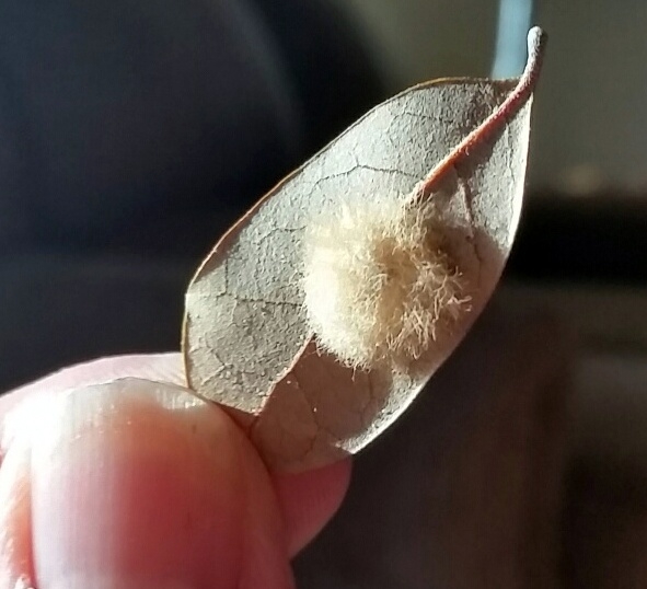 Additional watering day helps heat-stressed plants | Las Vegas Review ...