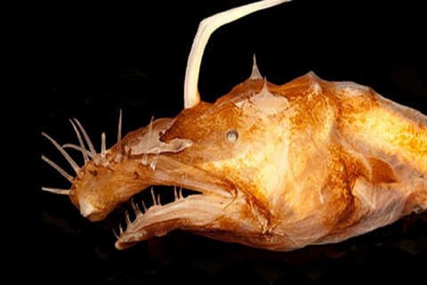New, scary anglerfish discovered in ocean’s dark depths — VIDEO | News