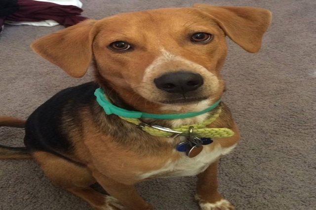 Nonprofit rescue saves unwanted dogs from Puerto Rico’s ‘Dead Dog Beach ...