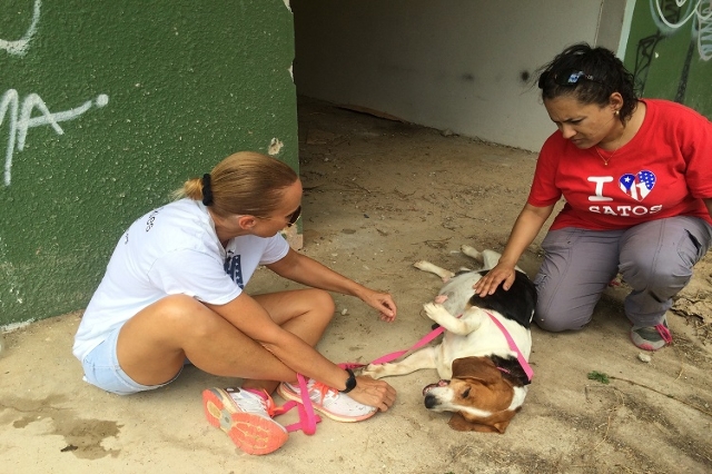 Nonprofit rescue saves unwanted dogs from Puerto Rico’s ‘Dead Dog Beach ...