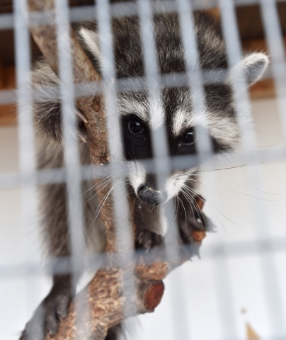 Desert Rescue provides no-kill haven for animals in need | Uncategorized