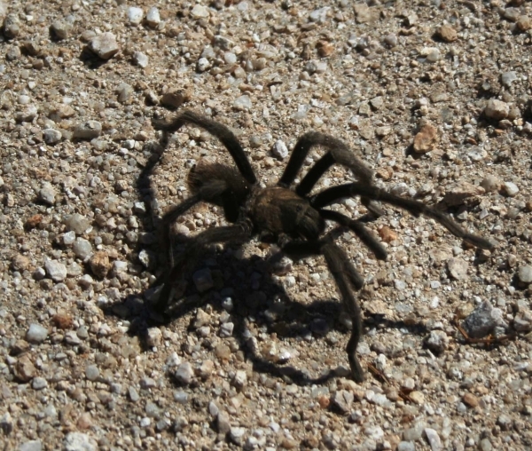 Desert Tarantula Information