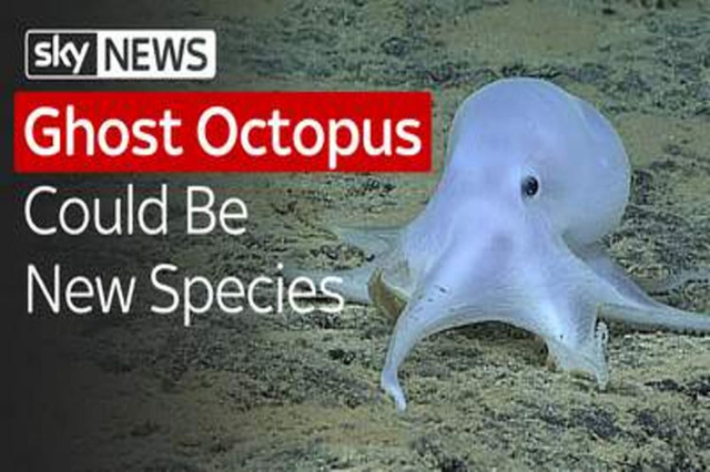 Tiny ‘ghost octopus’ discovered in the deep sea — VIDEO | News