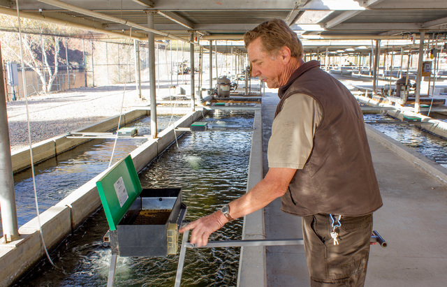 Willow Beach National Fish Hatchery repairs offer hope for trout ...