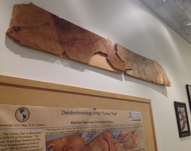 Nevada’s oldest known tree lives on in mythic stories of its death ...