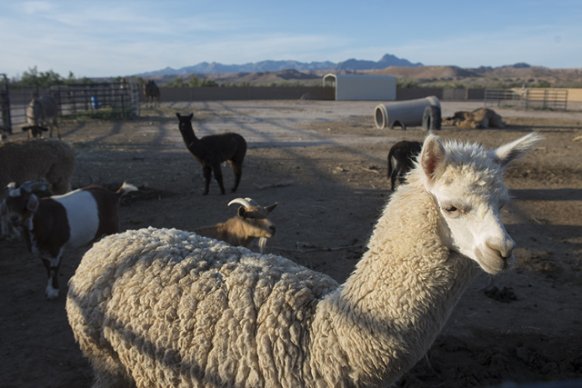 Revamped Moapa zoo hopes to reopen in September — VIDEO | Local Nevada ...