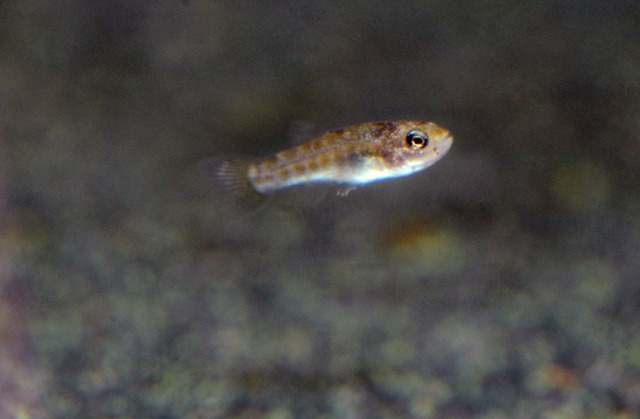Researchers hopeful Devils Hole pupfish will survive beer-fueled ...