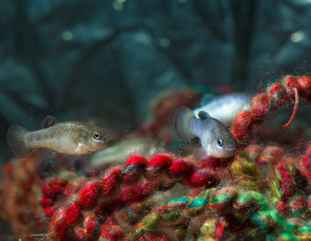 Researchers hopeful Devils Hole pupfish will survive beer-fueled ...