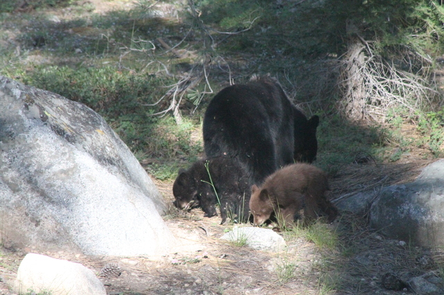 Black bear’s life, death story proves a cautionary tale at Sequoia ...