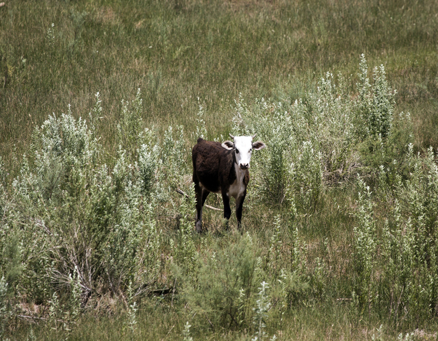 It’s business as usual back home on Bundy range | Bundy-BLM | News