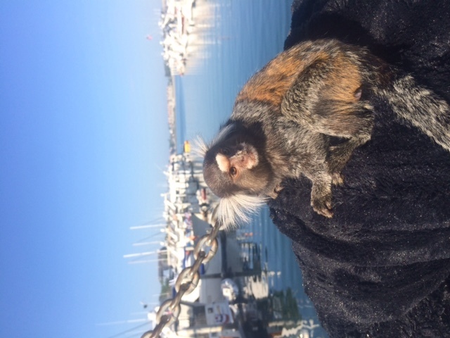 Accused murderer in Strip dancer case testifies he will lie when ...