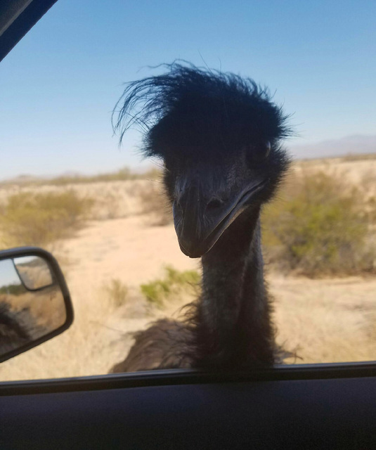 Emu wanders across Interstate 10 in Phoenix | Nation and World | News