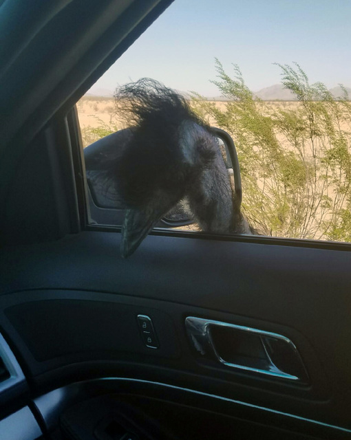 Emu wanders across Interstate 10 in Phoenix | Nation and World | News