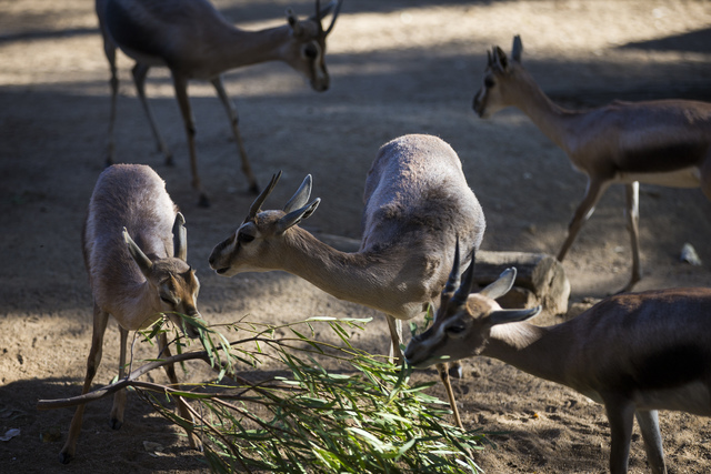 San Diego Zoo celebrates centennial — PHOTOS | Las Vegas Review-Journal