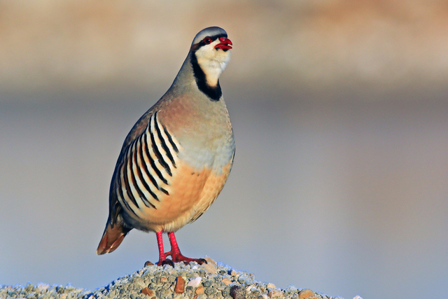 Chukar Flying