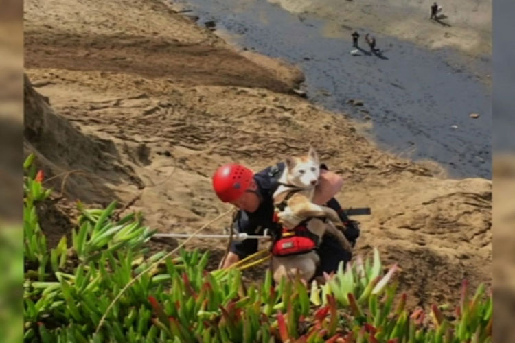 Firefighters rescue dog from San Francisco cliff | Nation and World | News