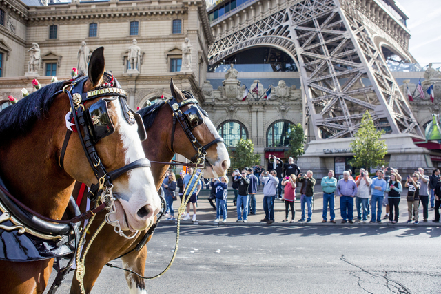 Horses Clip Clopping