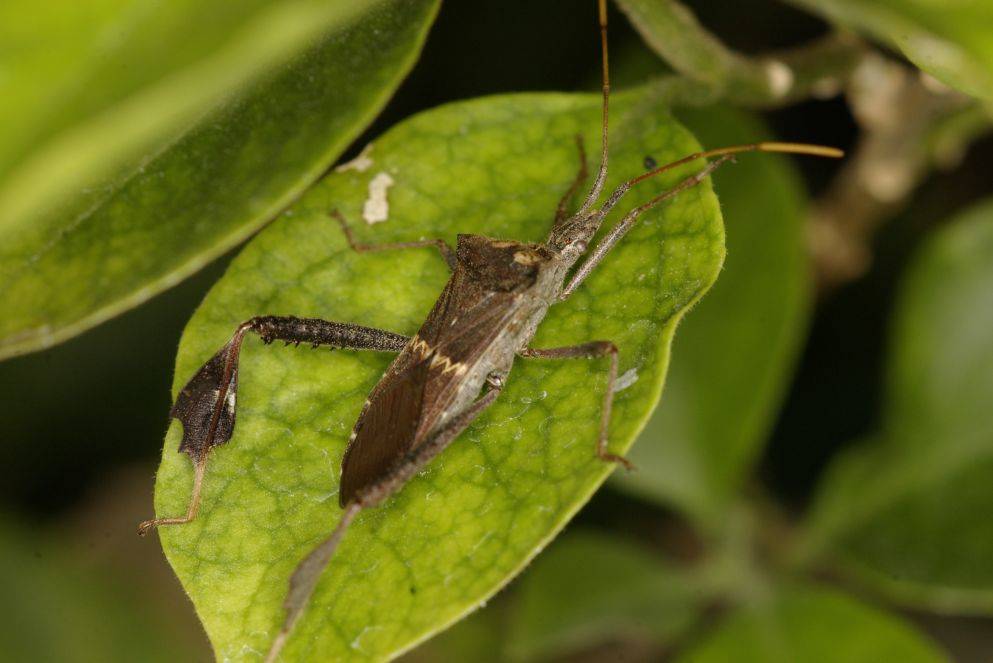 Leaf-footed plant bug not easy to control | Las Vegas Review-Journal