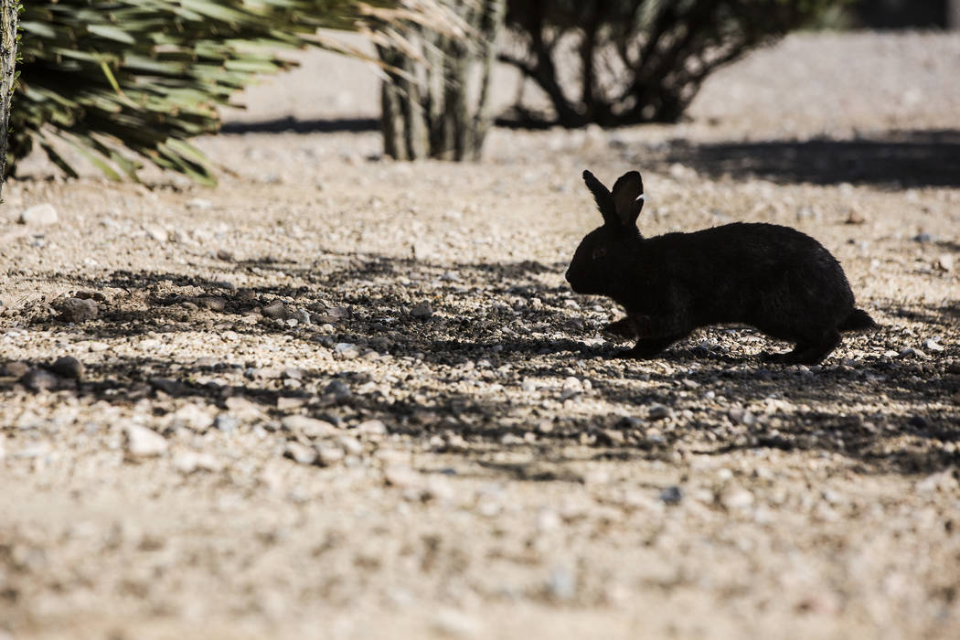 Who is looking out for all of Southern Nevada’s bunnies? | Las Vegas ...