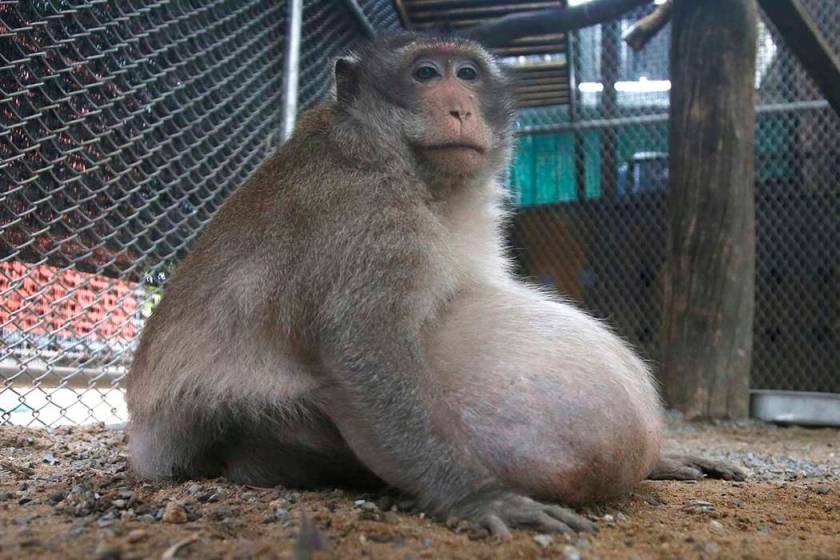 Morbidly obese wild monkey, ‘Uncle Fat’, going on a diet | Las Vegas ...