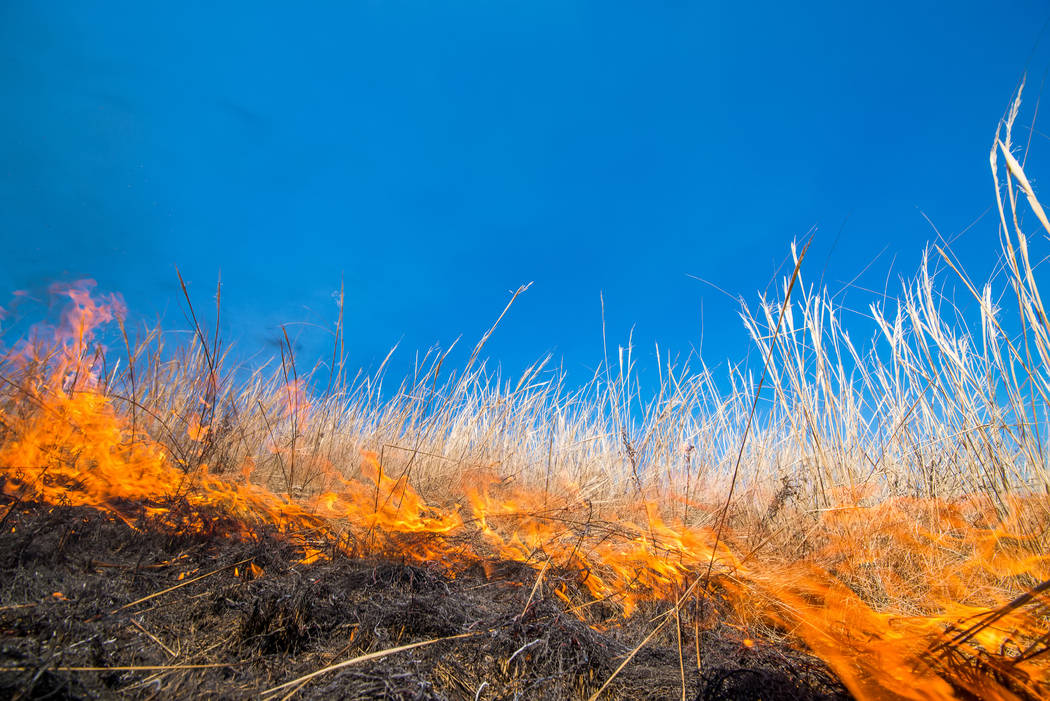 Bumper crop of cheatgrass raises Nevada wildfire concerns | Local ... Bumper crop of cheatgrass raises Nevada wildfire concerns | Local ...