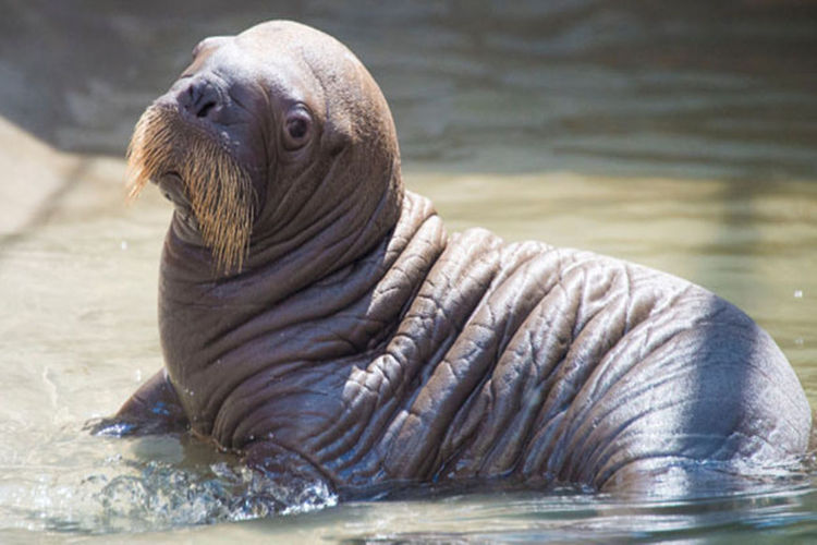 Baby walrus born at SeaWorld Orlando | News