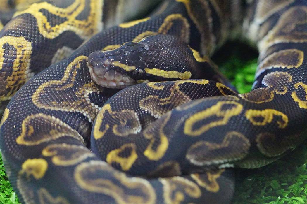 Firefighters rescue Ohio woman entangled by boa constrictor | Las Vegas ...