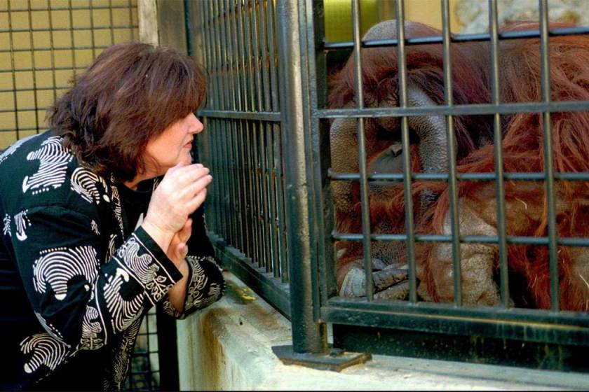 Sign-language speaking orangutan raised as human child dies | Las Vegas ...