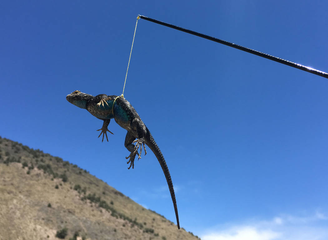 Nevada studies changes to reptile collection rules | Las Vegas Review ...