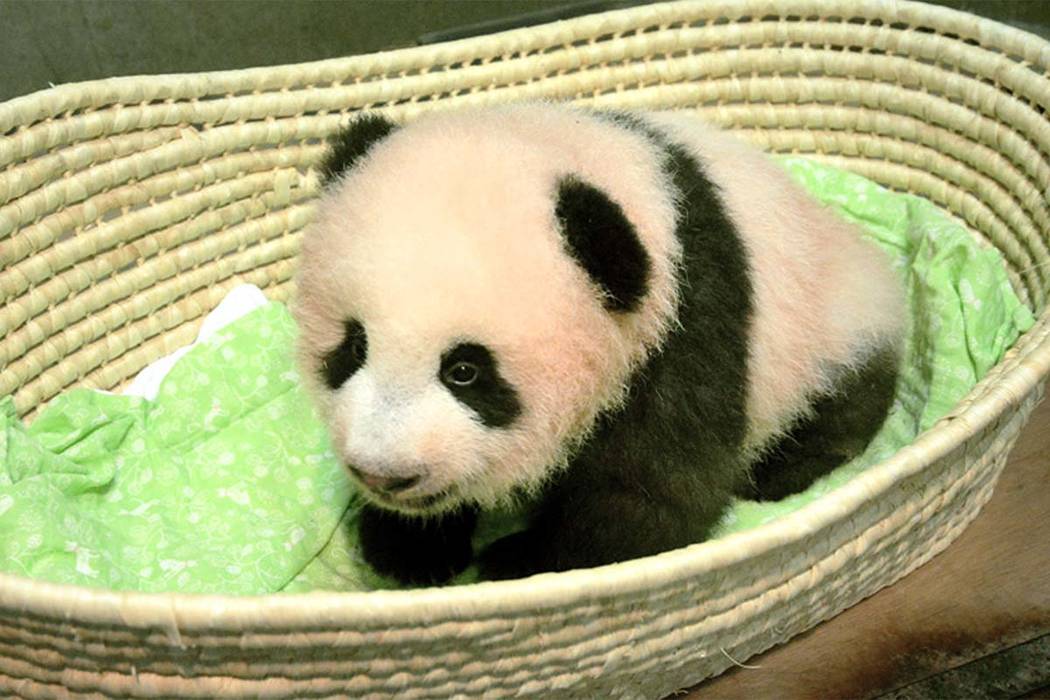 Japan’s 3-month-old baby panda finally has a name | Las Vegas Review ...