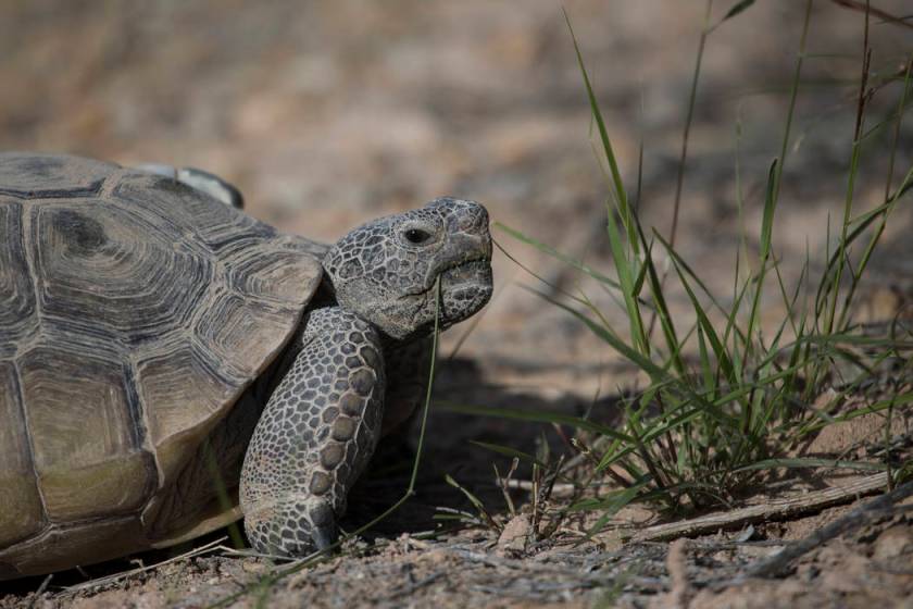 New Mojave Max is younger, more urban desert tortoise | Las Vegas ...