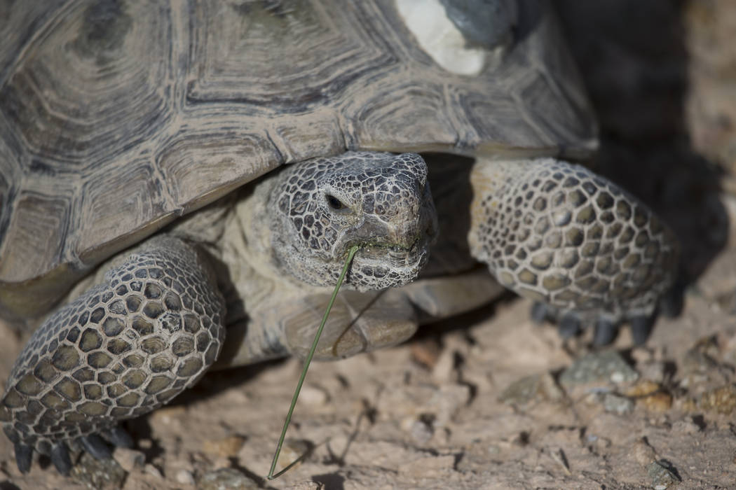 New Mojave Max is younger, more urban desert tortoise | Las Vegas ...