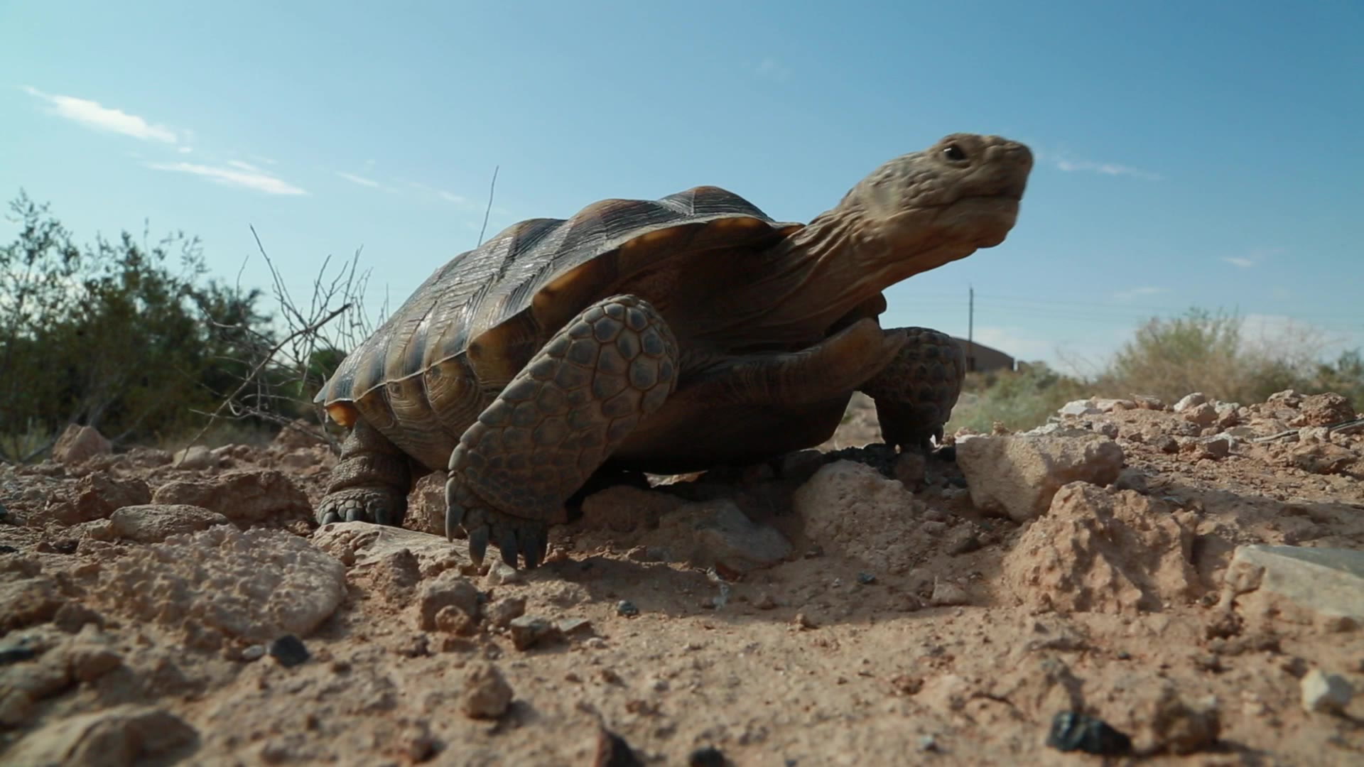 New Mojave Max is younger, more urban desert tortoise | Local Las Vegas ...